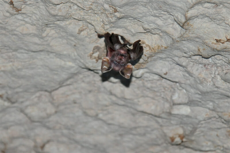 Kitti’s Hog-nosed bat and other wildlife of rural Thailland
