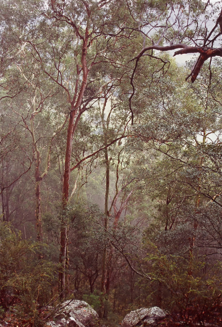 Spotting wildlife in the Watagans - The Wildlife Diaries