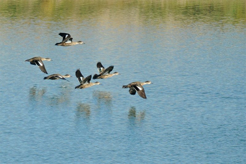 Birds of Australian Outback and Where to See Them - The Wildlife Diaries