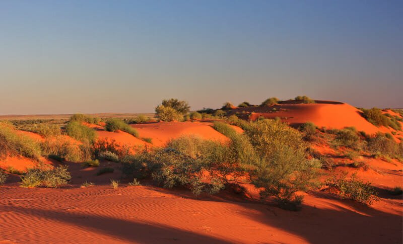 Australian desert animals - the Simpson Desert