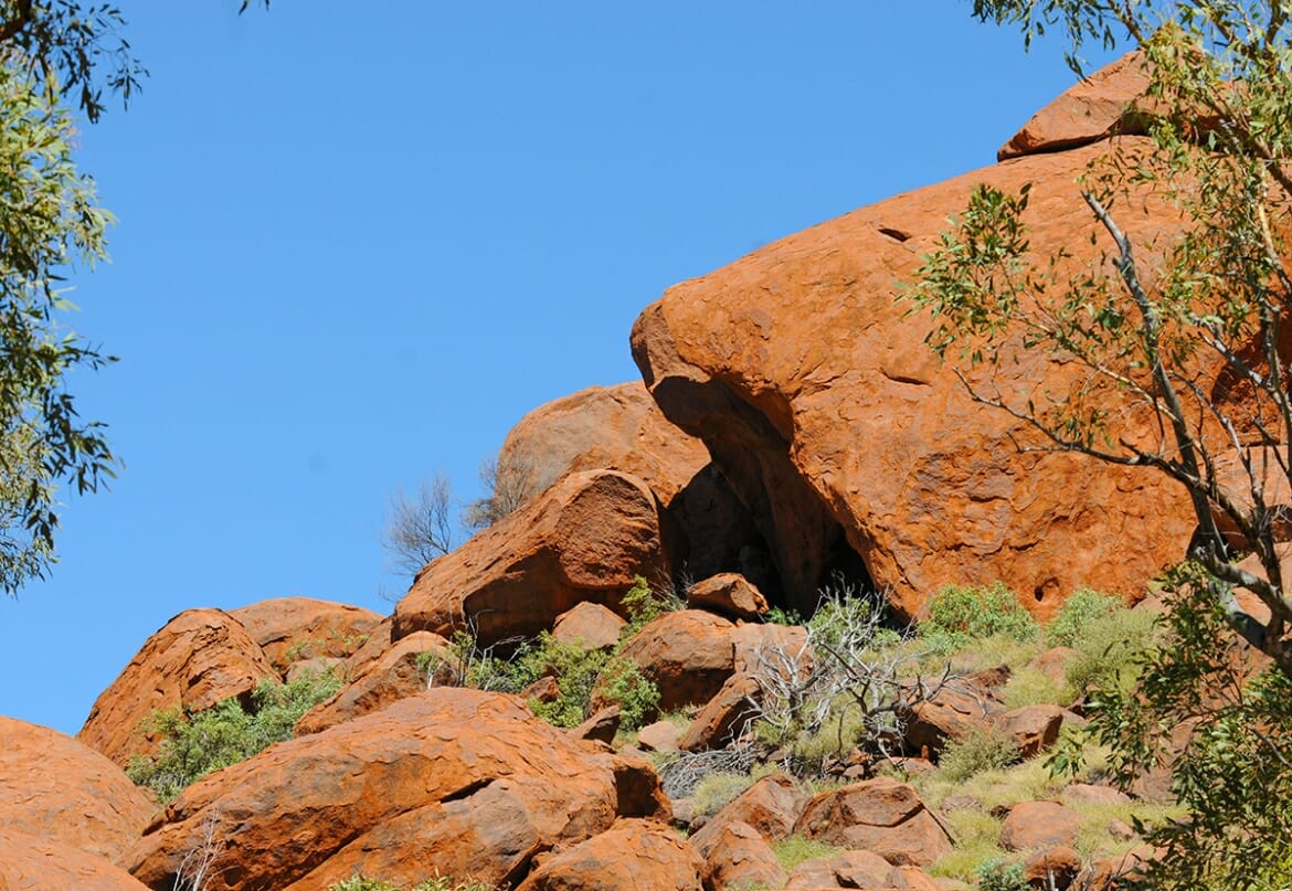 Uluru animals - Weird and wonderful creatures you can spot at Uluru