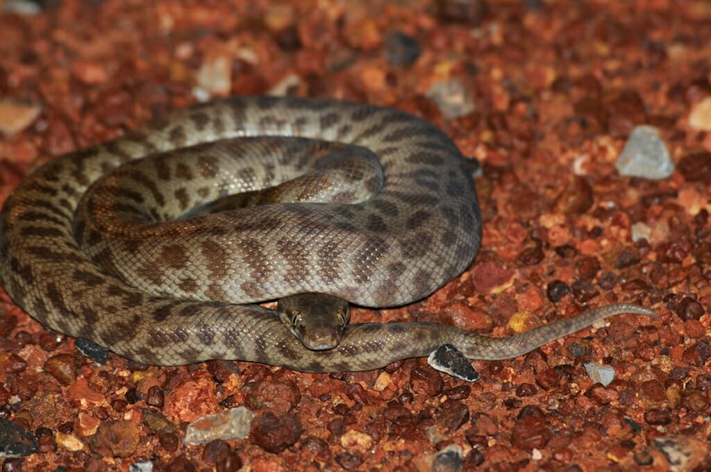 Are Kakadu animals out to get you? Wildlife watching in Kakadu NP