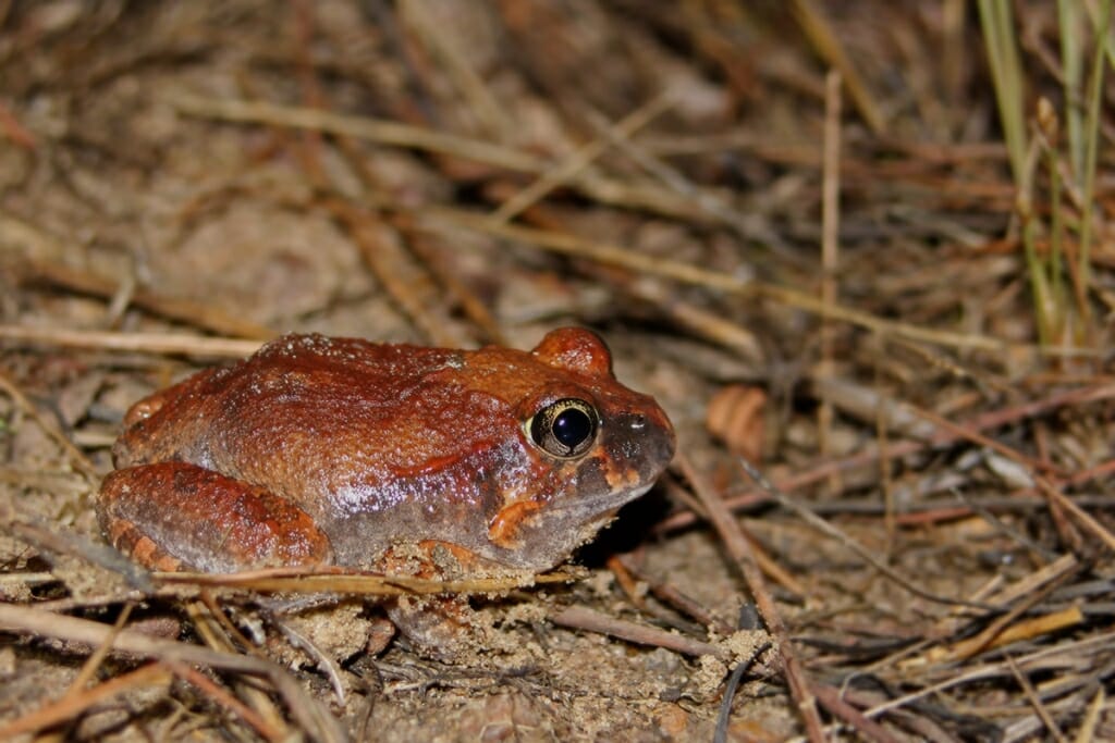 Are Kakadu animals out to get you? Wildlife watching in Kakadu NP