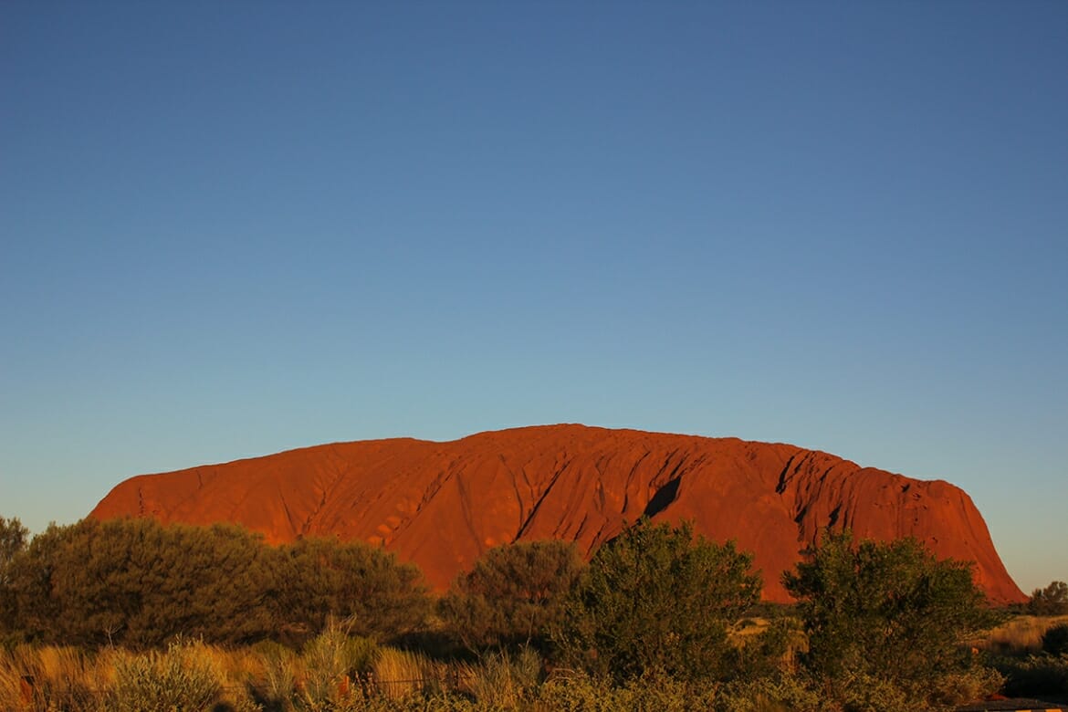 Uluru animals - Weird and wonderful creatures you can spot at Uluru