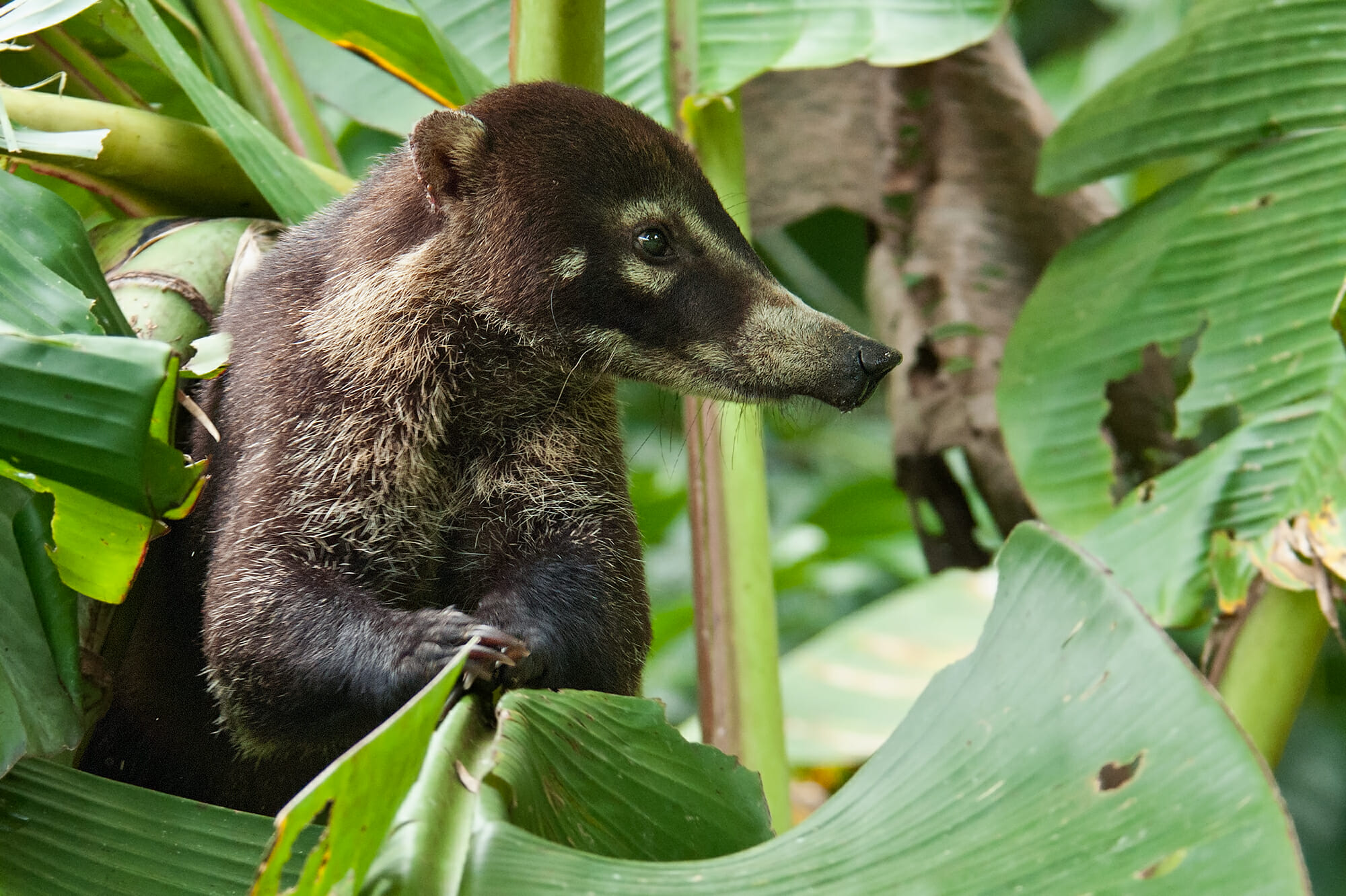 30 Costa Rica Animals and Where to See Them on Your Travels