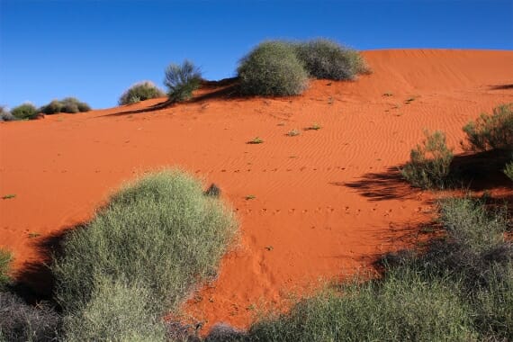 Australian Desert Animals in the Simpson Desert - The Wildlife Diaries