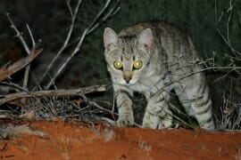 Australian Animals - Guide to the Strangest Creatures on Earth