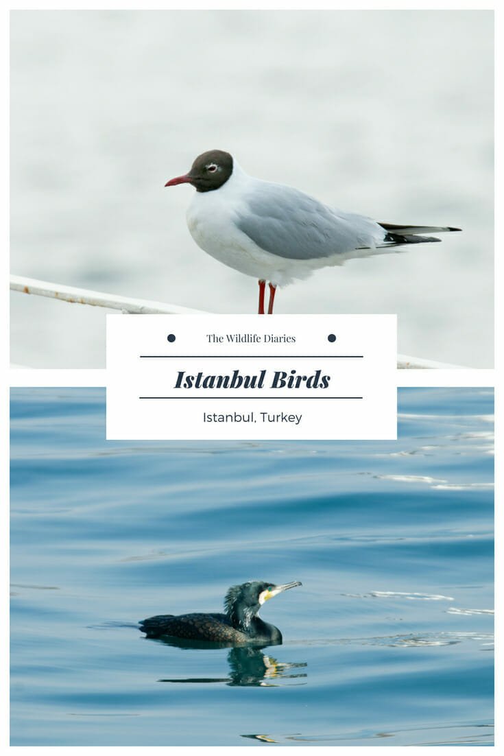 Finding Birds in Istanbul without Looking for Them
