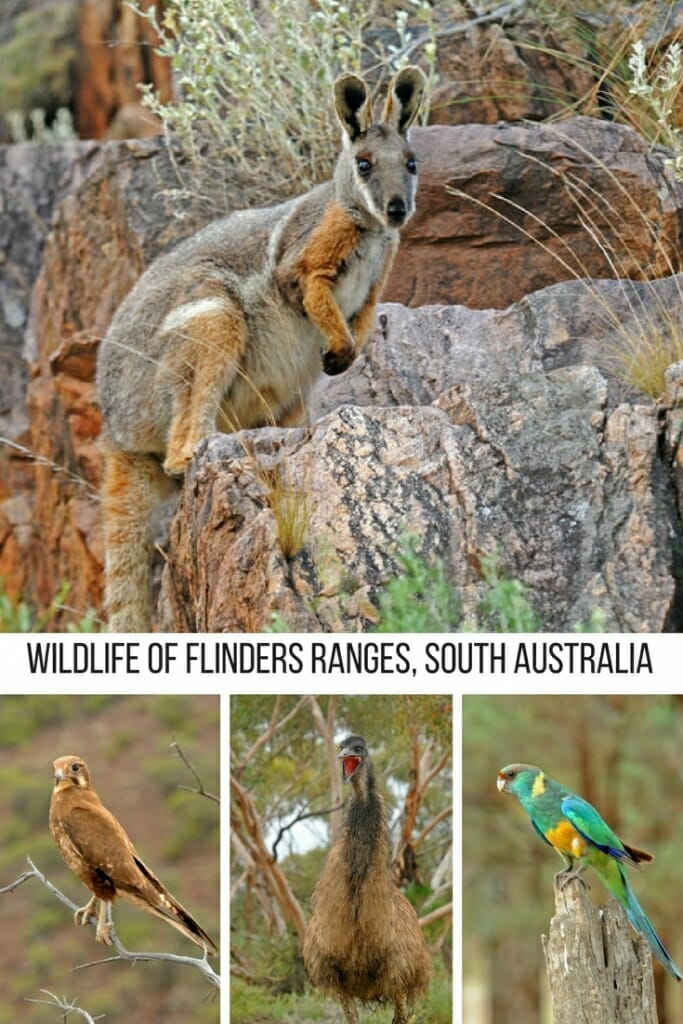 Wildlife of Flinders Ranges, South Australia