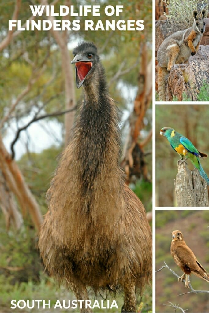 Wildlife of Flinders Ranges, South Australia