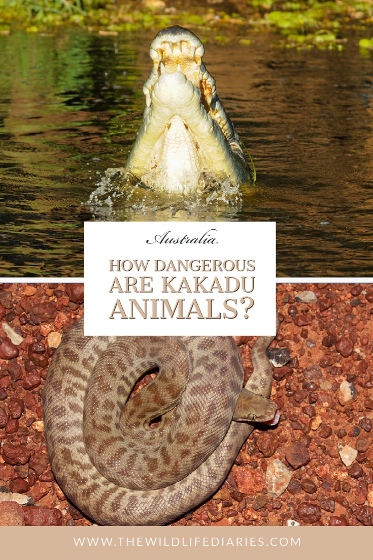 Are Kakadu animals out to get you? Wildlife watching in Kakadu NP