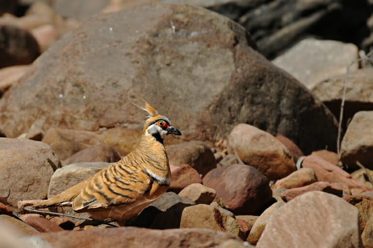 Uluru animals - Weird and wonderful creatures you can spot at Uluru
