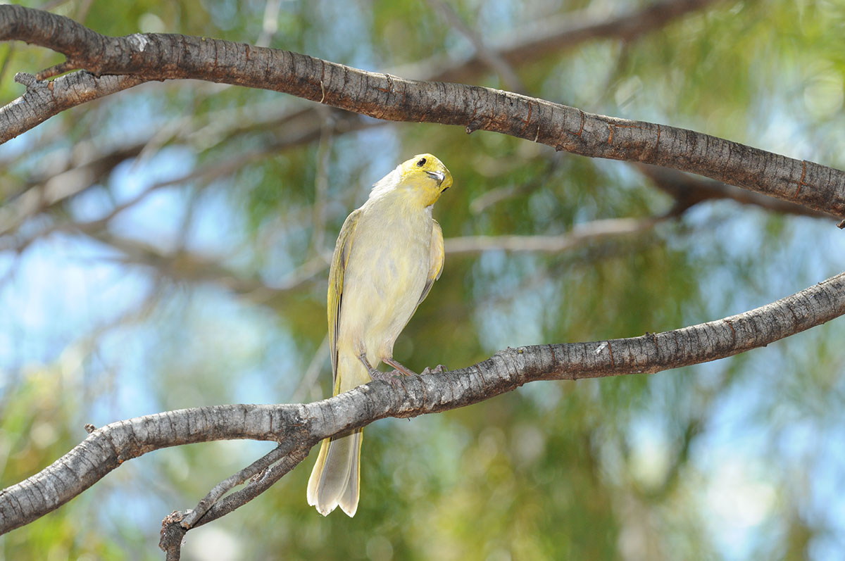 Uluru animals - Weird and wonderful creatures you can spot at Uluru