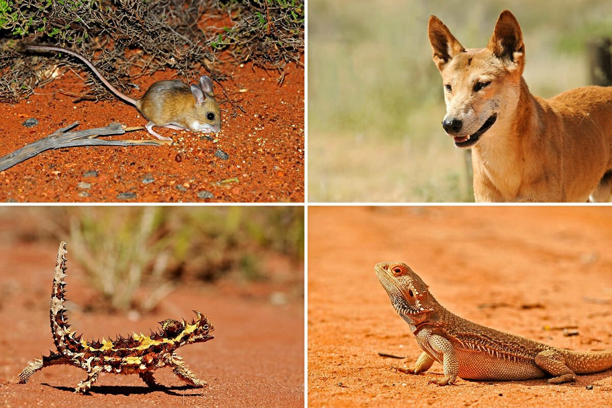 Australian Desert Animals in the Simpson Desert - The Wildlife Diaries