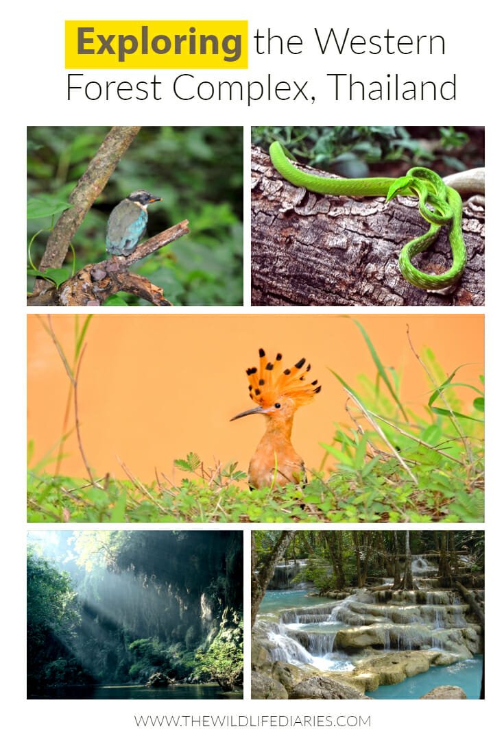 Exploring the Western Forest Complex, Thailand - The Wildlife Diaries