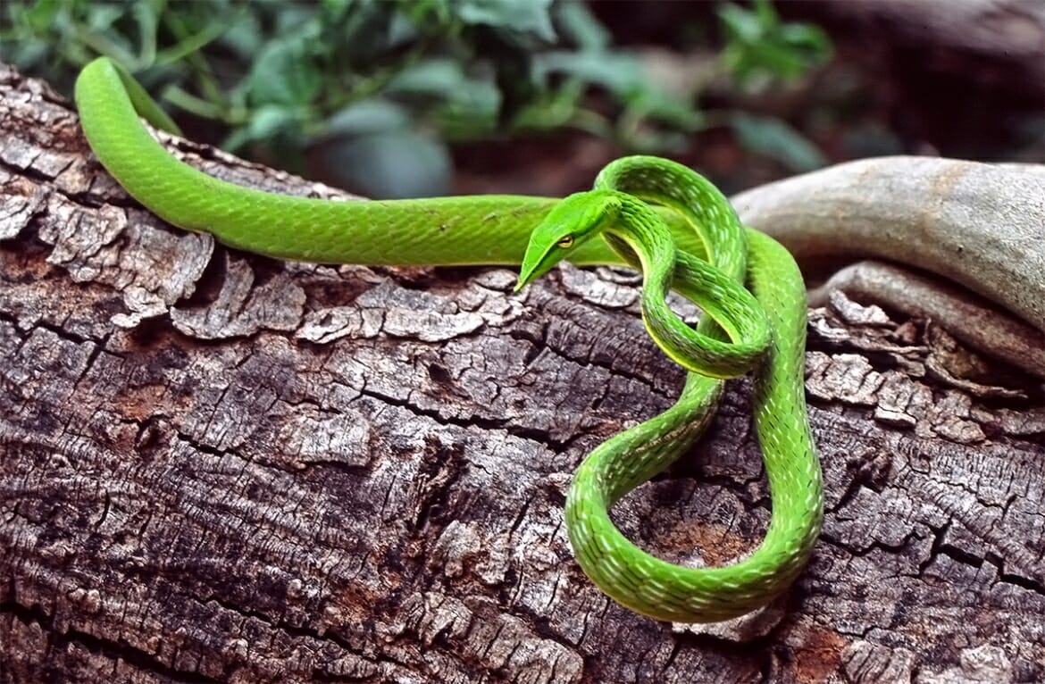 Amazing Wild Animals in Thailand And Where to See Them