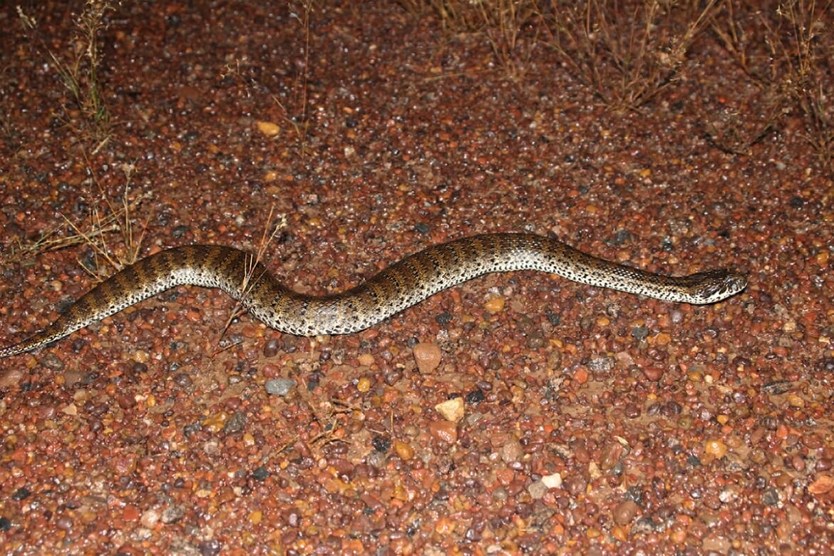 Guide to Spotting Wildlife in Kakadu National Park