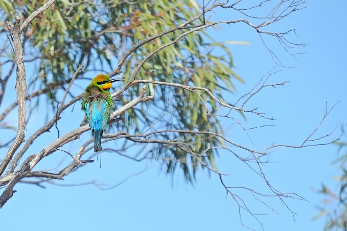 Birds of Australian Outback and Where to See Them