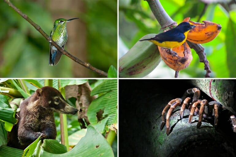 Road trip: Costa Rica Wildlife & National Parks