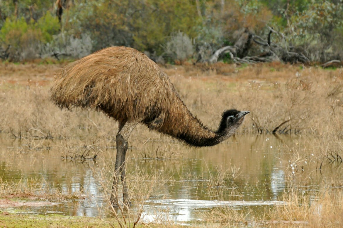 Birds of Australian Outback and Where to See Them