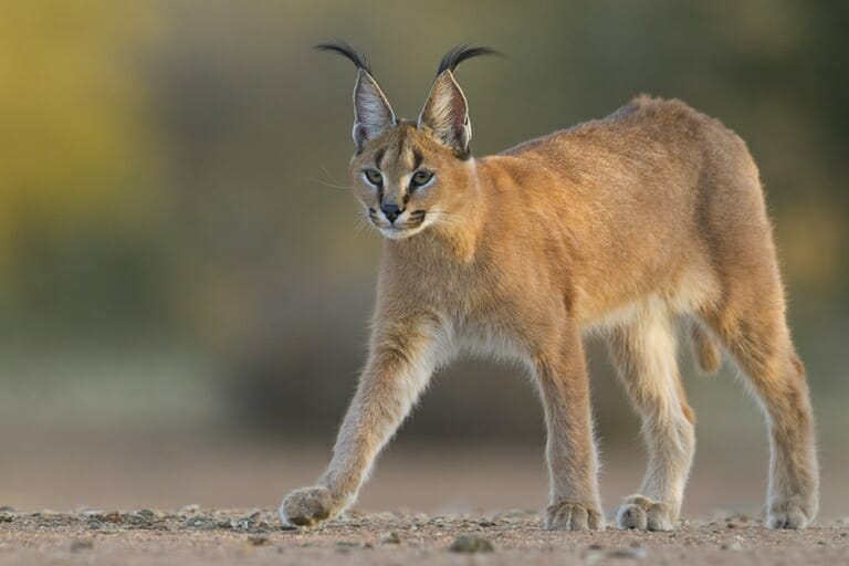All 40 Species of Wild Cats and Where to See Them in the Wild