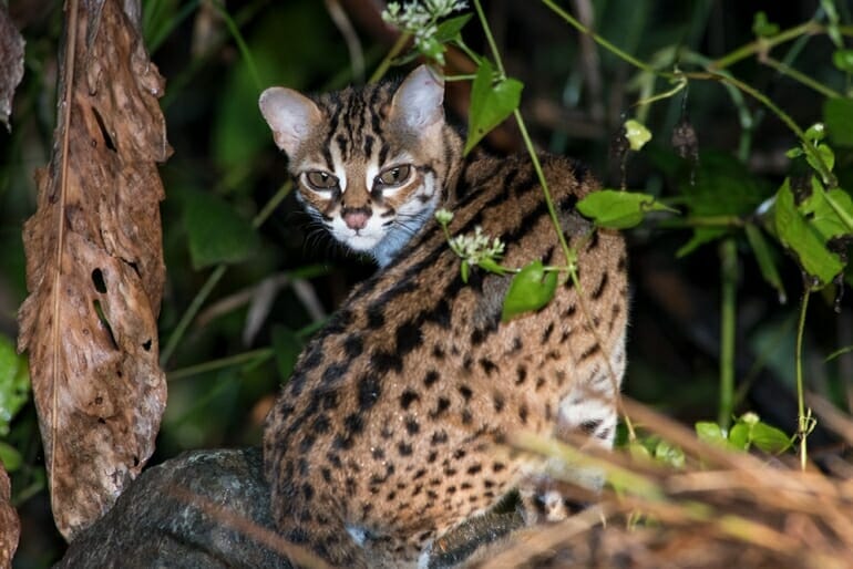Amazing Wild Animals in Thailand And Where to See Them