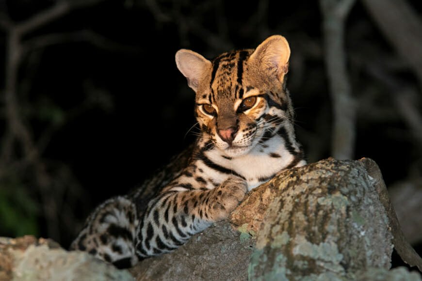 All 40 Species of Wild Cats and Where to See Them in the Wild