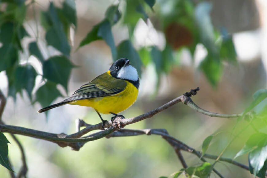 Top 40 Birds in Sydney - A Guide for Birdwatching Enthusiasts
