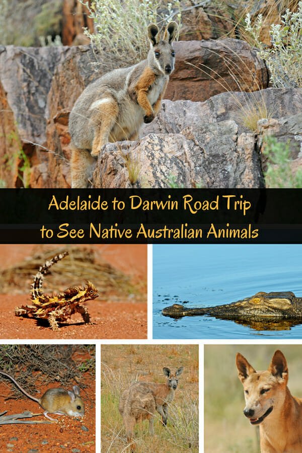 Australian Wildlife Roadtrip: Adelaide to Darwin