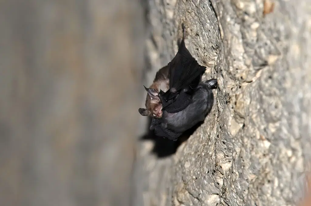 Bumblebee Bat