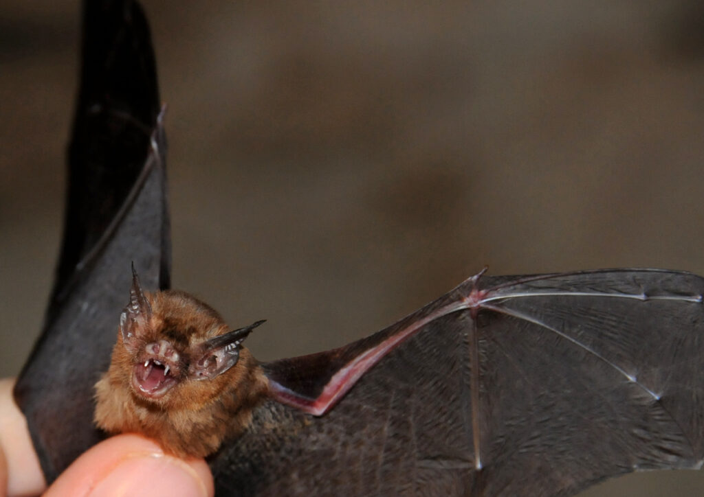 Bumblebee Bat Amazing Facts About Bumblebee Bats The Kitti's Hog