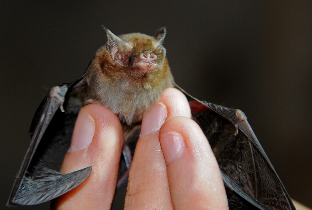 Bumblebee Bat Amazing Facts About Bumblebee Bats The Kitti's Hog