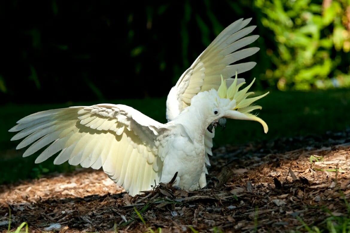 Australian Parrots: Guide to all 57 species of Parrots in Australia