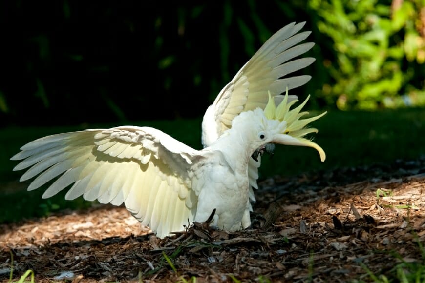 Australian Parrots: Guide to all 57 species of Parrots in Australia
