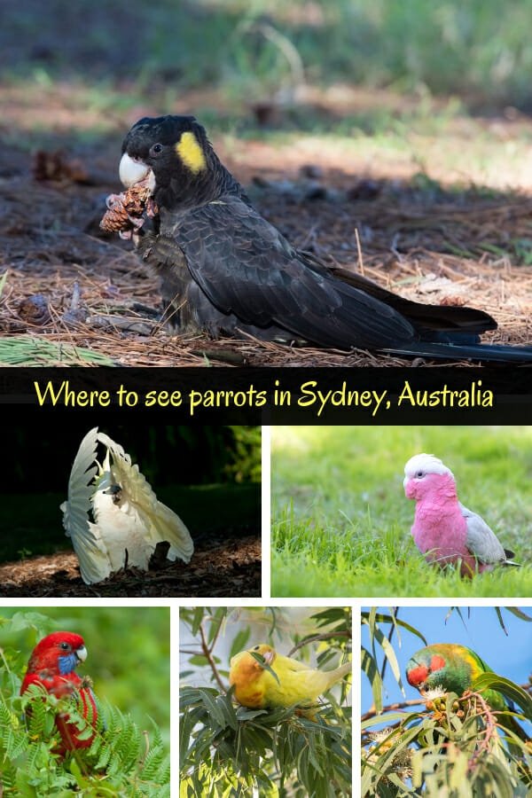 Where to see parrots in Sydney - The Wildlife Diaries