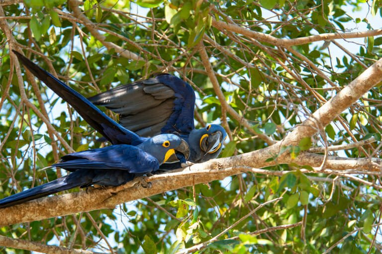 All 17 Types of Macaws and Where to See Them in the Wild