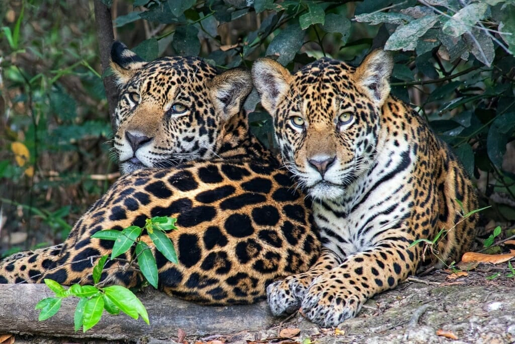 35 amazing Brazilian animals you can spot on your travels