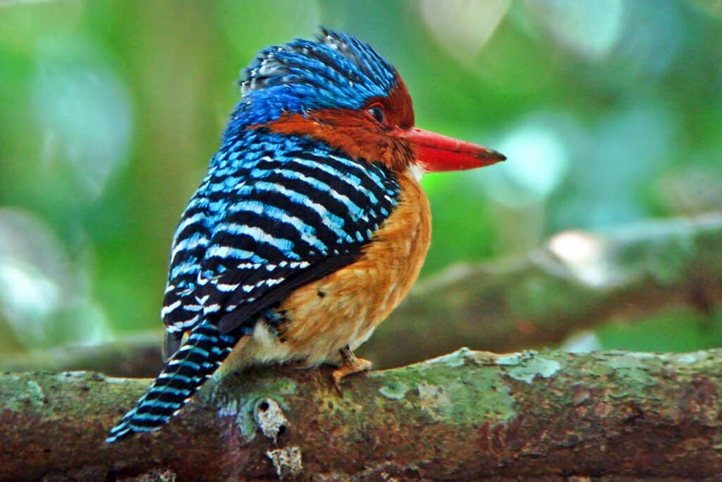 Amazing Wild Animals in Thailand And Where to See Them