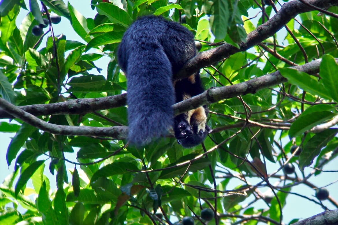 Amazing Wild Animals in Thailand And Where to See Them