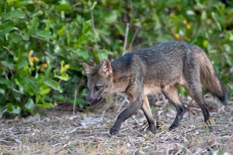 35 amazing Brazilian animals you can spot on your travels