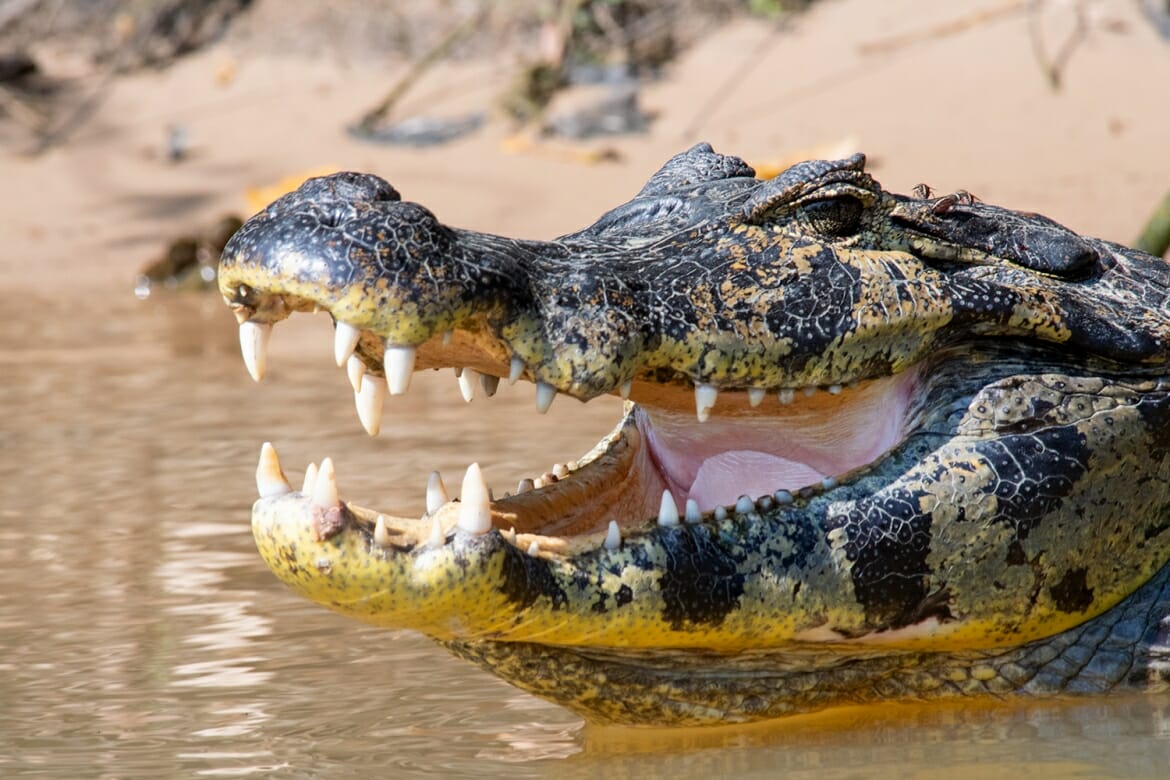 Brazil Itinerary: Watching Wildlife in Brazil Without Breaking the Budget