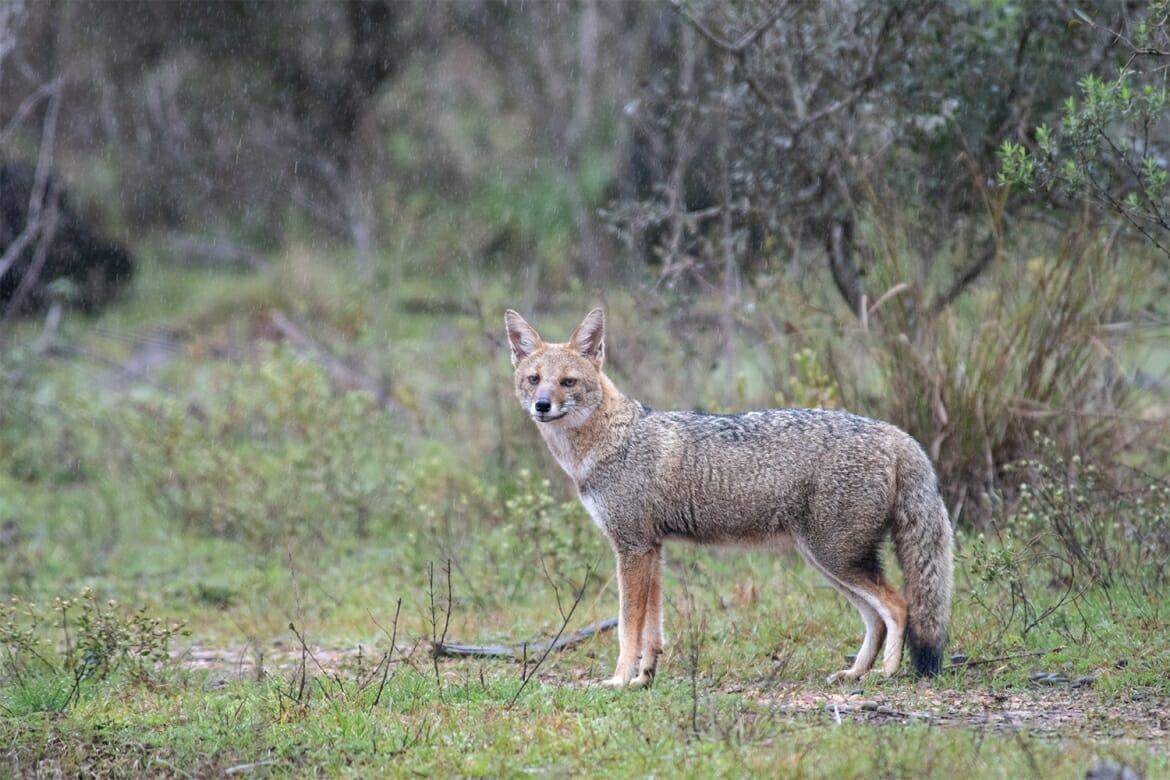 All 23 Types of Foxes and Where to See Them in the Wild