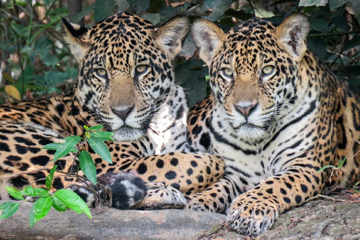 Native Brazilian animals and the best places to see Brazilian wildlife
