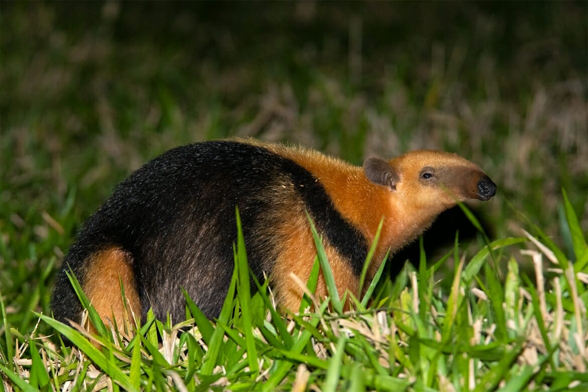 35 amazing Brazilian animals you can spot on your travels