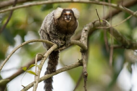 35 amazing Brazilian animals you can spot on your travels