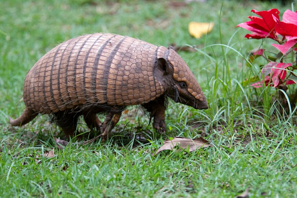 35 amazing Brazilian animals you can spot on your travels