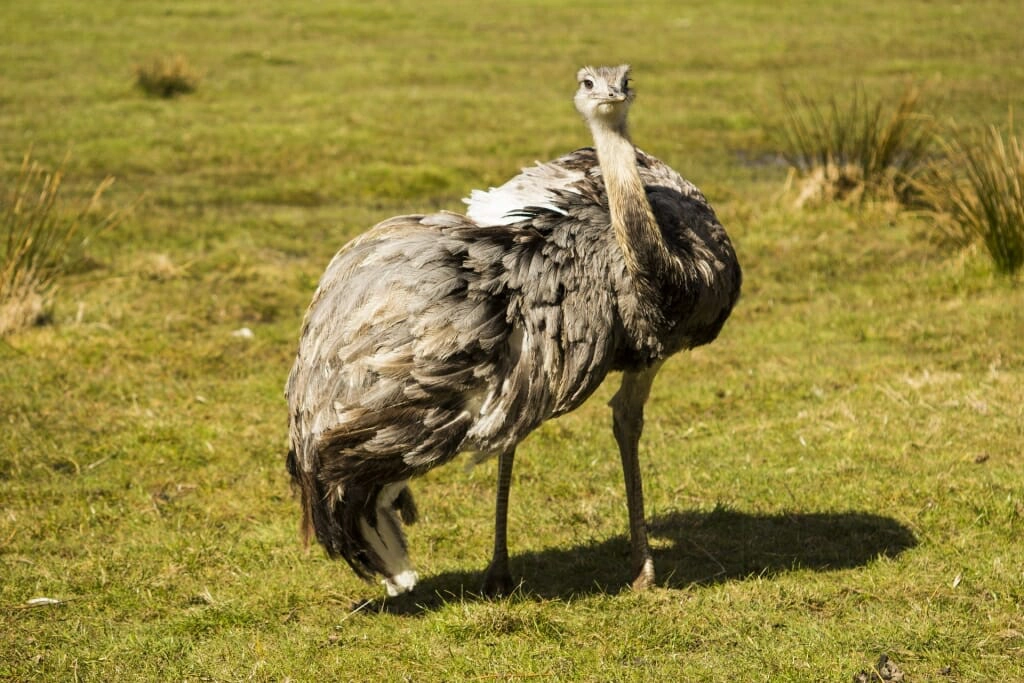 35 amazing Brazilian animals you can spot on your travels