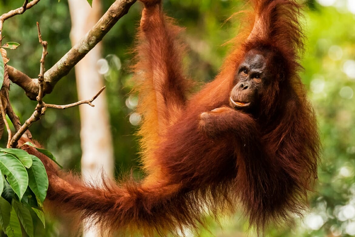 28 Incredible Borneo Animals and the Best Places to See Borneo Wildlife