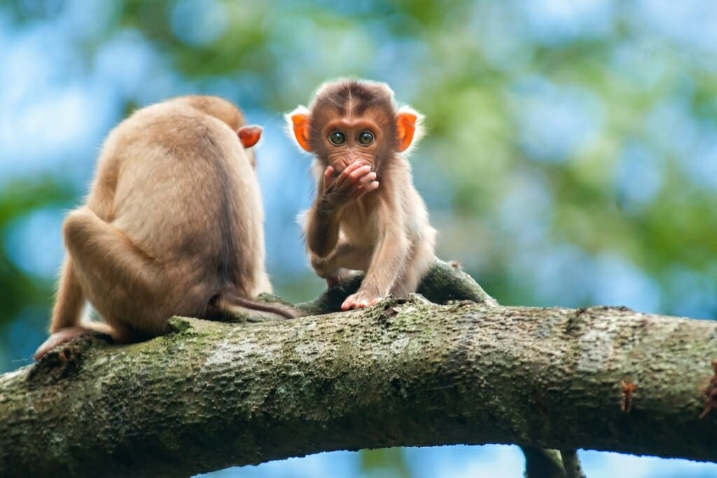 28 Incredible Borneo Animals and the Best Places to See Borneo Wildlife