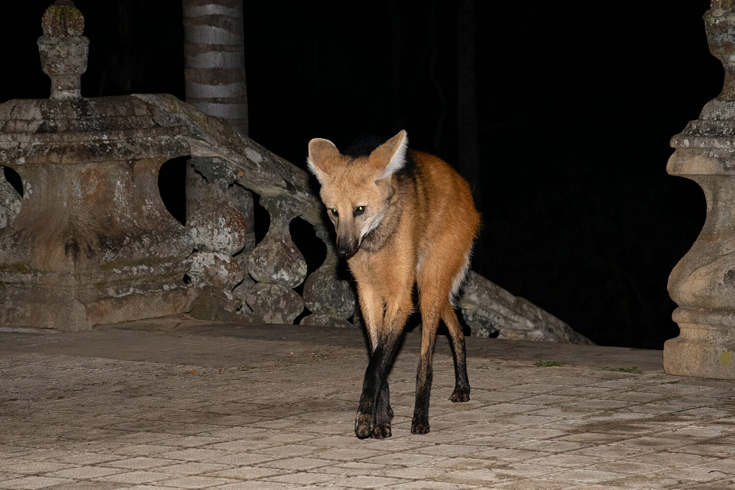 Maned wolves and Catholic monks of Santuario do Caraça - The Wildlife ...